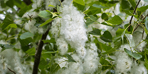 XIV giornata nazionale del polline — Arpae Emilia-Romagna